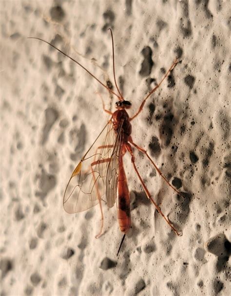 New Arrivals Bioquipbugs