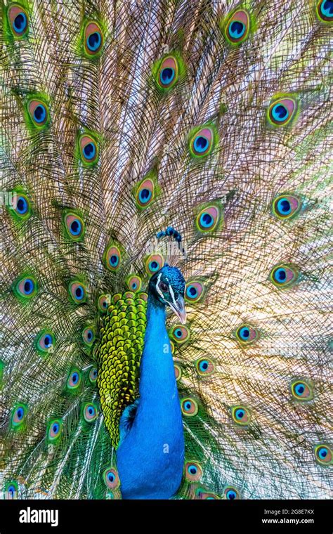 Peacock Indian Peafowl Pavo Cristatus Beats Wheel Plaka Forest