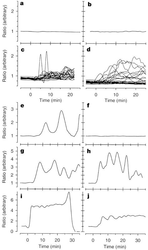 Characterization Of The Oscillatory Ca2 I Response In Rpt