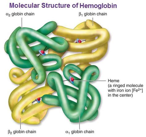 Pin On Abnormal Hemoglobins