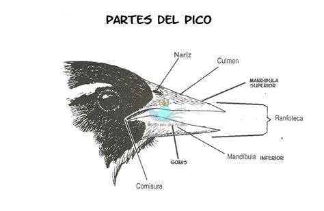 Mucho Mas Que Plumas Enfermedades Del Pico 1º Parte Desorden De