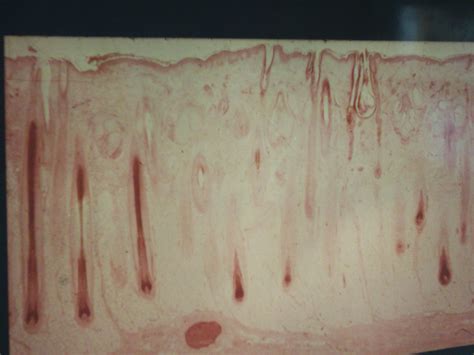 Cross Section Through English For Scientific Purposes