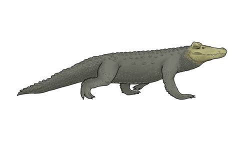 Voay Robustus Prähistorische Lebewesen Und Erdzeitalter Wiki Fandom