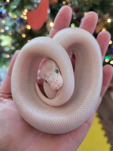 Purple Passion Ball Python Ultimate Care Sheet Pro Tips