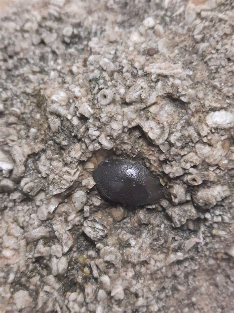 Deltodus Crusher Toothplate Member Collections The Fossil Forum