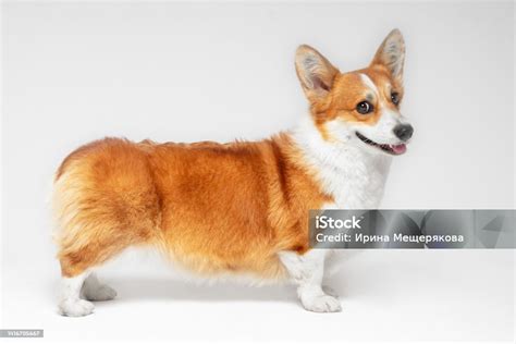 영광스러운 웨일스 어 코기 펨브로크 또는 카디건 강아지는 순종적으로 똑바로 서서 의심스럽게 옆으로 보입니다 웃는 개는 수의학 미디어 복사 공간을 위해 스튜디오에서 포즈를