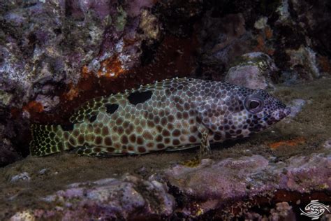 Four Saddle Grouper Facts And Photographs Seaunseen