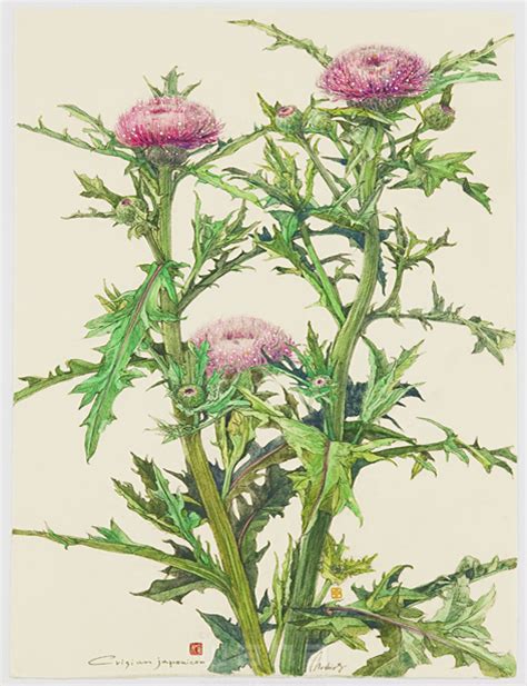植物、花、草花、自然、ナチュラル、ガーデンライフ、エコ、エコロジー、水彩、秋、あざみ、薊 イラスト作品紹介 イラスト＆写真のストック