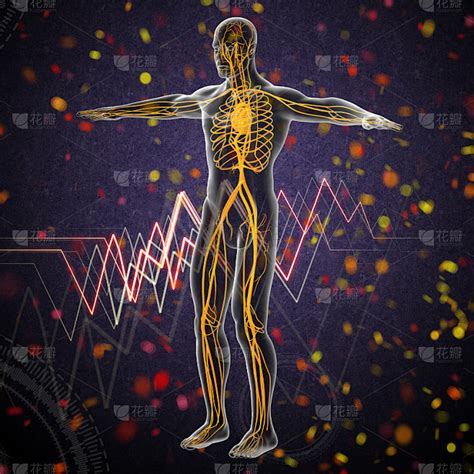 3d渲染人体血管系统的医学插图