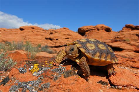 Habitat Of Desert Tortoise At Robert Curl Blog