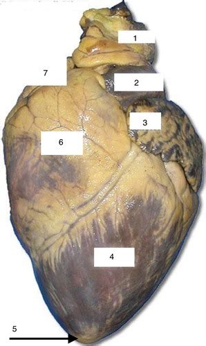 Practical 3 Pig Heart Flashcards Quizlet