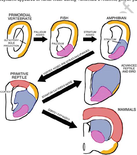 Schematic Illustrating Telencephalic Evolution As Viewed By Early