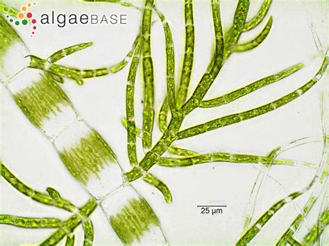 Draparnaldia Alchetron The Free Social Encyclopedia