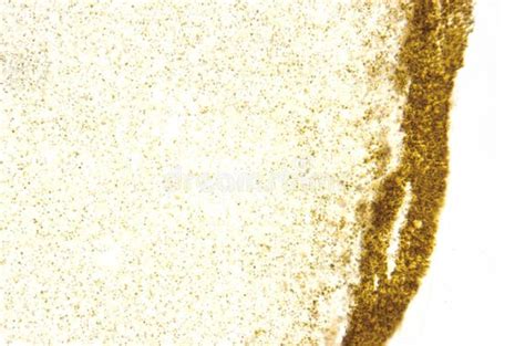 Frog Eggs In The Single Cell Phase Stock Image Image Of Single