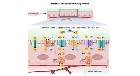 Folate Absorption Vitamin B12 Cobalamin And Folate Deficiency