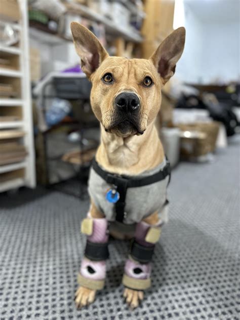 A Collection Of My Sweet Adorable Disabled Pupfeaturing The Perkiest