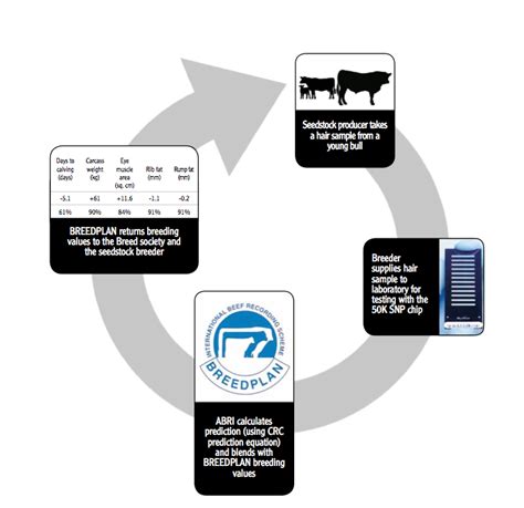 Genomic Predicted Ebvs Manchee Agriculture
