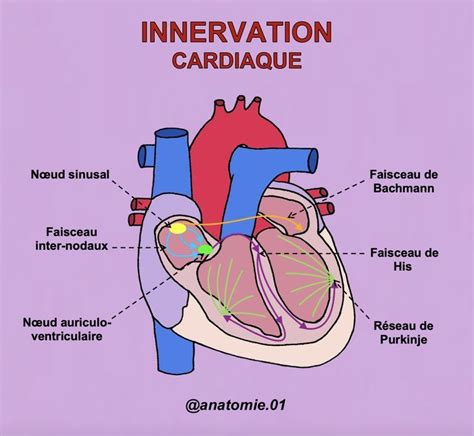L innervation du cœur anatomie Anatomie corps humain Système