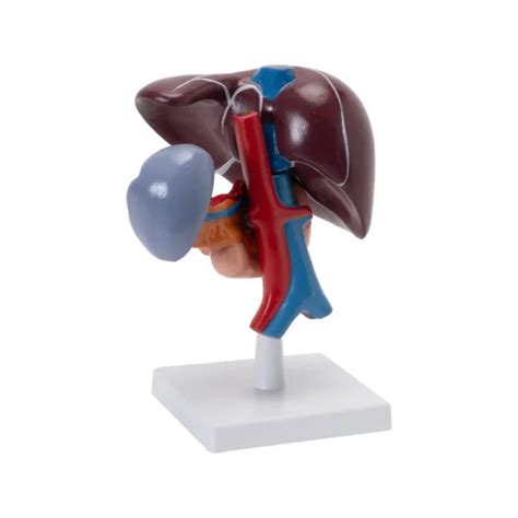 Buy Liver Pancreas Duodenum Model Advanced Anatomical Model For Lab Esaw Microscopes And Labware