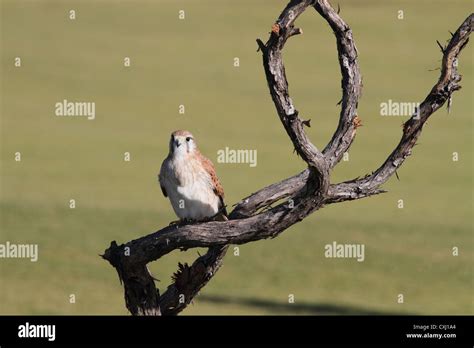 Australian Kestrel Falco Cenchroides Also Known As Nankeen Kestrel