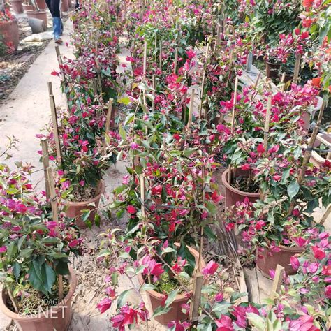 Hoa Giấy Ruby Lửa Giống Màu Mới Nở Quanh Năm