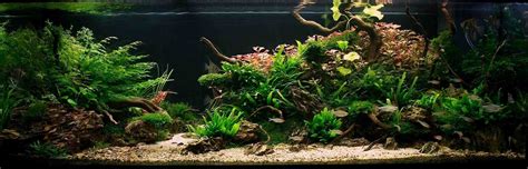 Comment Mettre En Place Un Aquarium Choisir Son Aquarium