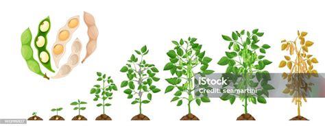 Soybean Plant Growth Stages