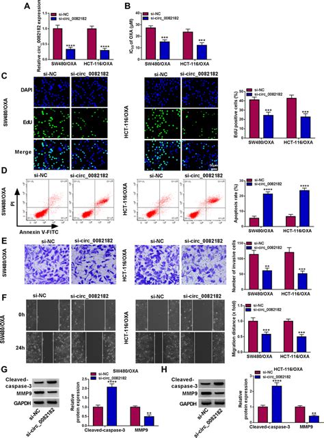 Oxa Resistance And Malignant Behaviors Were Impeded By Silence Of