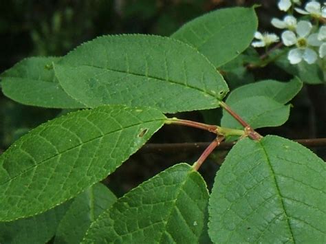 How To Identify Bird Cherry