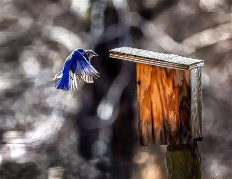 House Hunters International Shutterbug