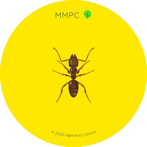 Ants Mmpc