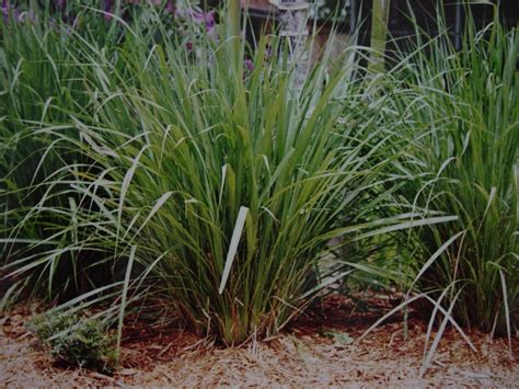 Cordgrass For Erosion Control In Florida