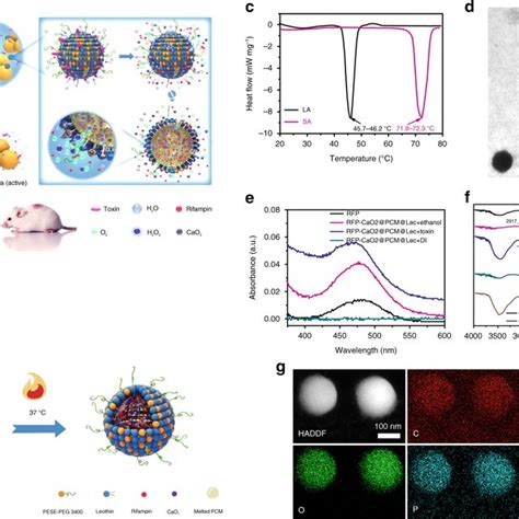 Design And Characterization Of Liposome Based Nanoreactors A The Download Scientific Diagram