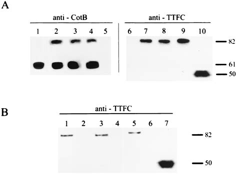 Surface Display Of Recombinant Proteins On Bacillus Subtilis Spores Journal Of Bacteriology