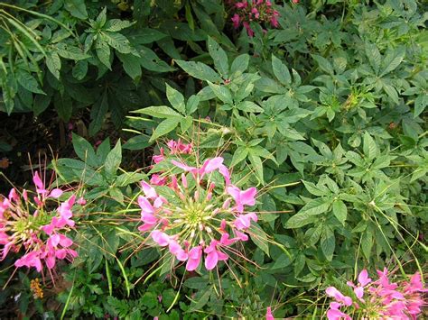 Cleome Gynandra Pha Tad Ke Botanical Garden