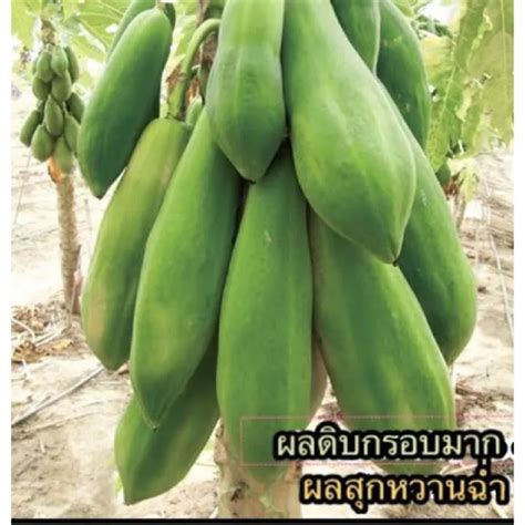 เมล็ด มะละกอ แขกดำ Papaya Seed ลูกผสม F1 เรด โนวา บรรจุ 10 เมล็ด