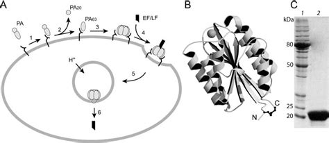 A Model Of Anthrax Toxin Entry Into Cells Emphasizes The Important