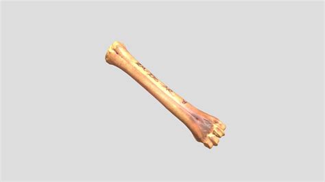Ovis Aries Sheep R Metacarpal 3d Model By Osteoarchaeology