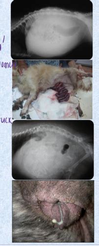 Exploratory Celiotomy Biopsy Techniques Flashcards Quizlet