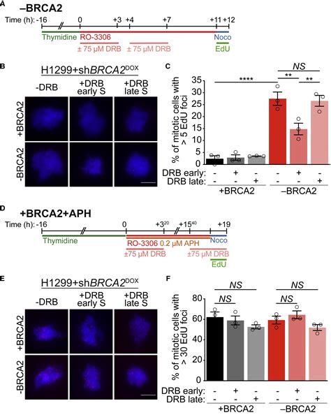 Mitotic Dna Synthesis Is Caused By Transcription Replication Conflicts