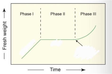 Plant Propagation 7 Flashcards Quizlet