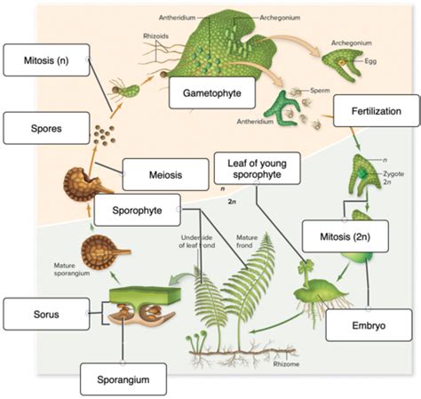 Biol 1134 Plant Diversity Flashcards Quizlet