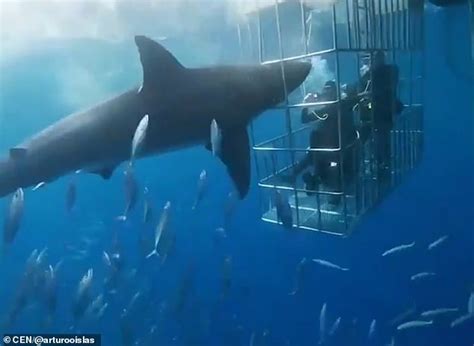 Moment A Great White Shark Lunges At Four Divers In A Cage Daily Mail