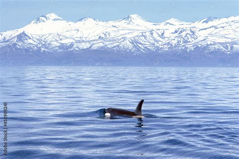 【北海道】知床の海に回遊する野生のシャチ（北海道羅臼沖） Stock Foto Adobe Stock