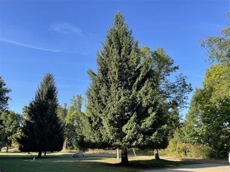 Whmi 935 Local News Eagle Spruce Becomes State Of Michigans 38th
