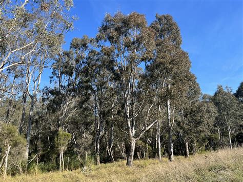 Love Our Lakes Mapping Gippsland Lakes Wetland Vegetation