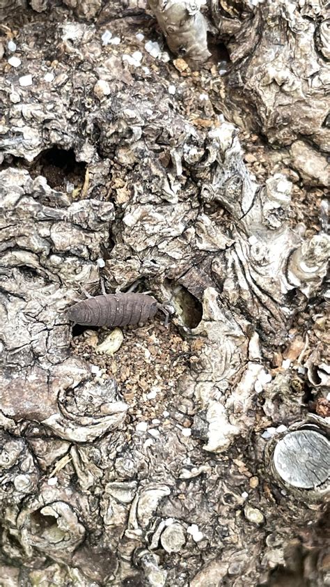 Hilfe Insekten Fressen Das Baum R Garten