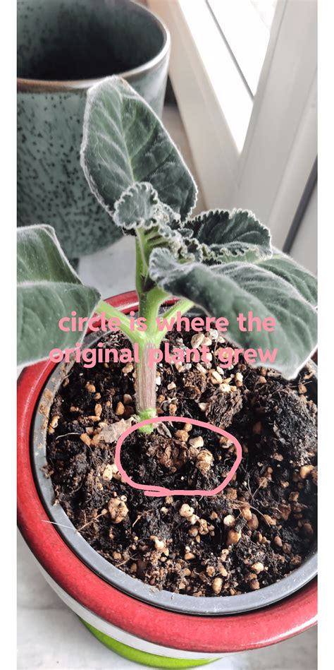Gloxinia Phoenix Rebirth Rplants