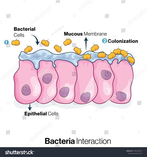 Mucosal Membrane Small Intestine