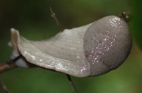 Slug